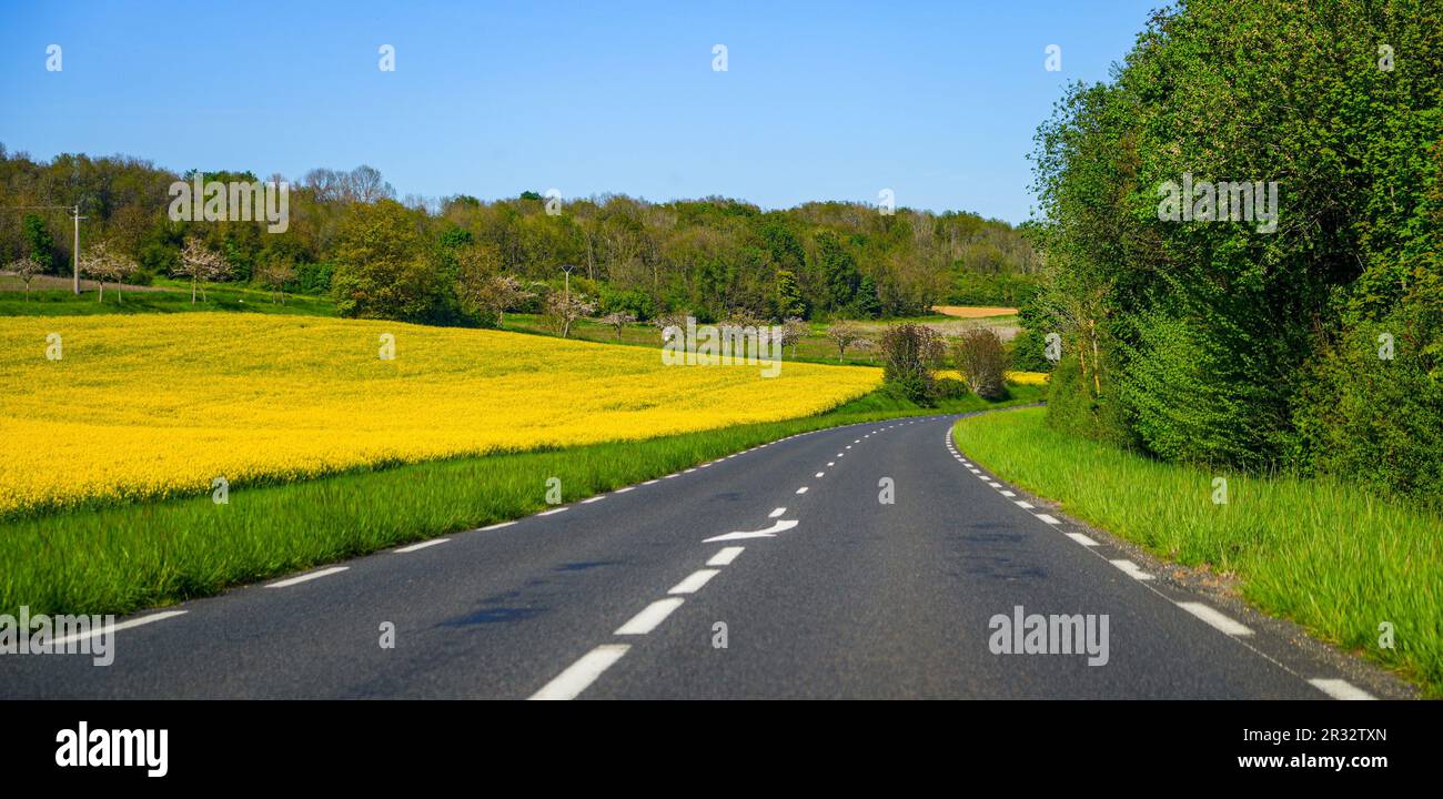 Colza et colza hi-res stock photography and images - Alamy