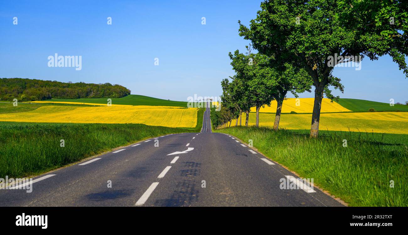 Colza et colza hi-res stock photography and images - Alamy