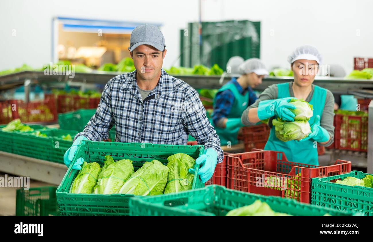 Man working on sorting line at vegetable warehouse, stacking boxes with ...