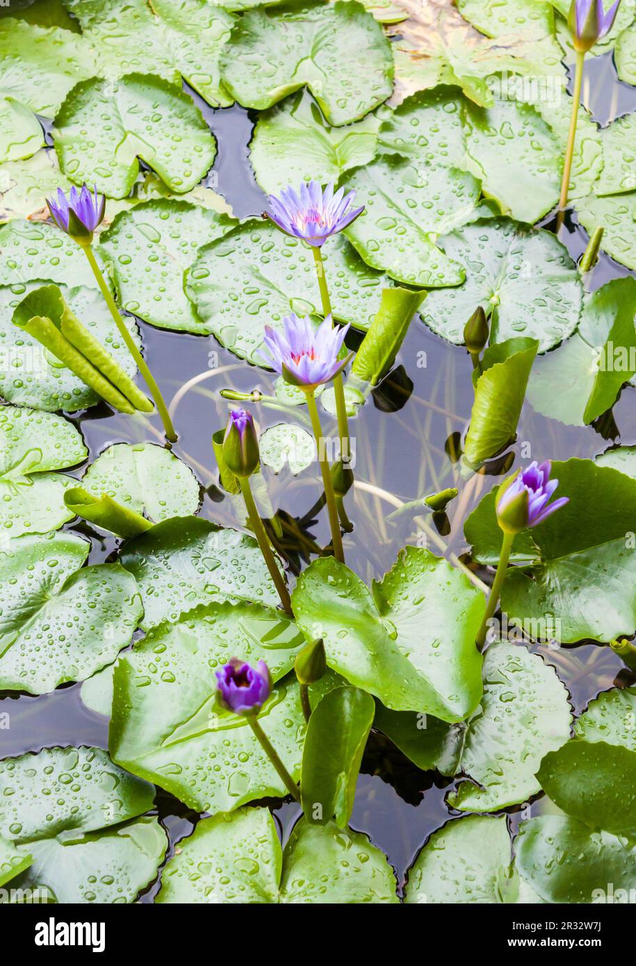 Floating leaf plant hi-res stock photography and images - Alamy