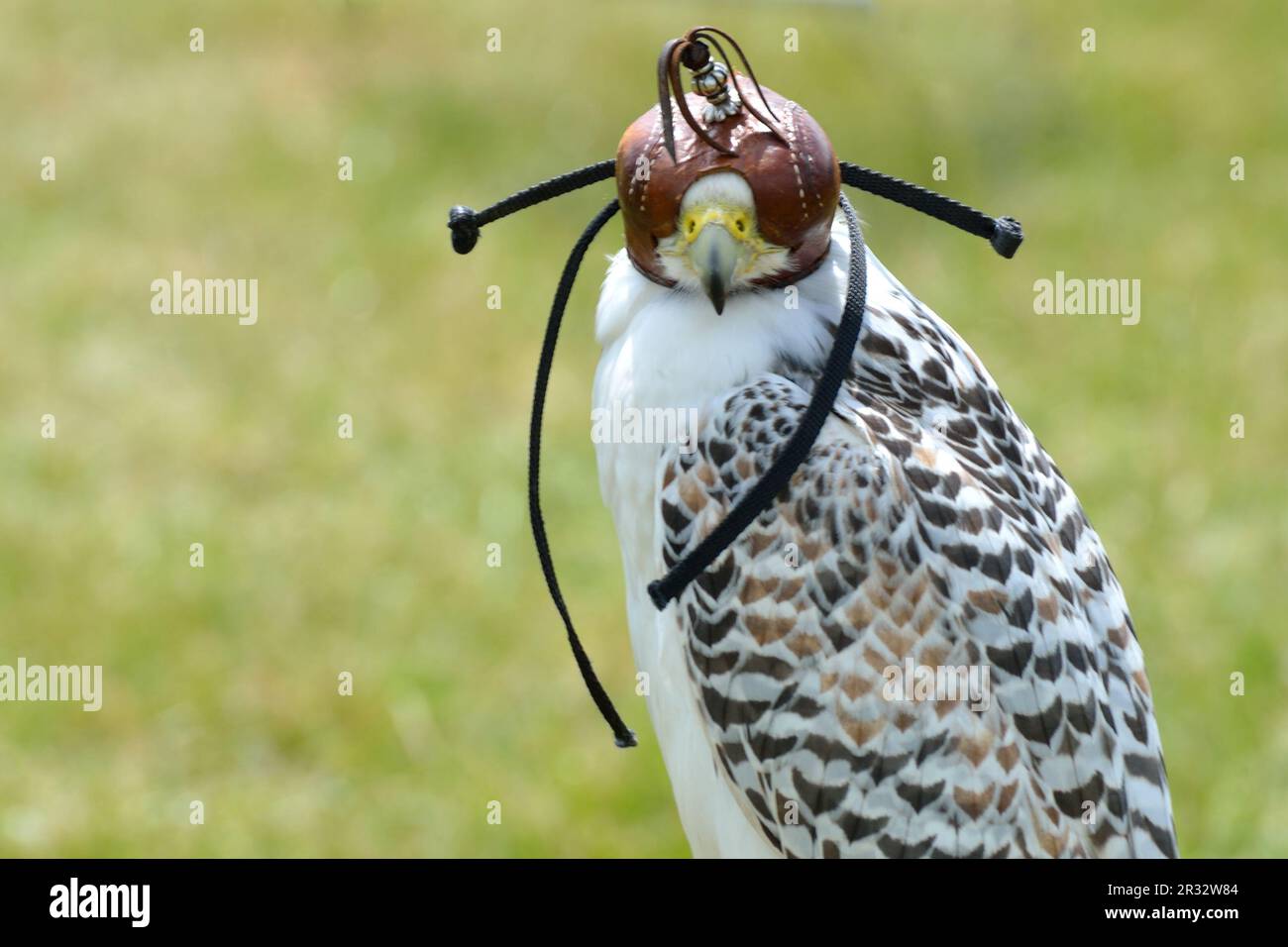 Hawk in hood Stock Photo - Alamy