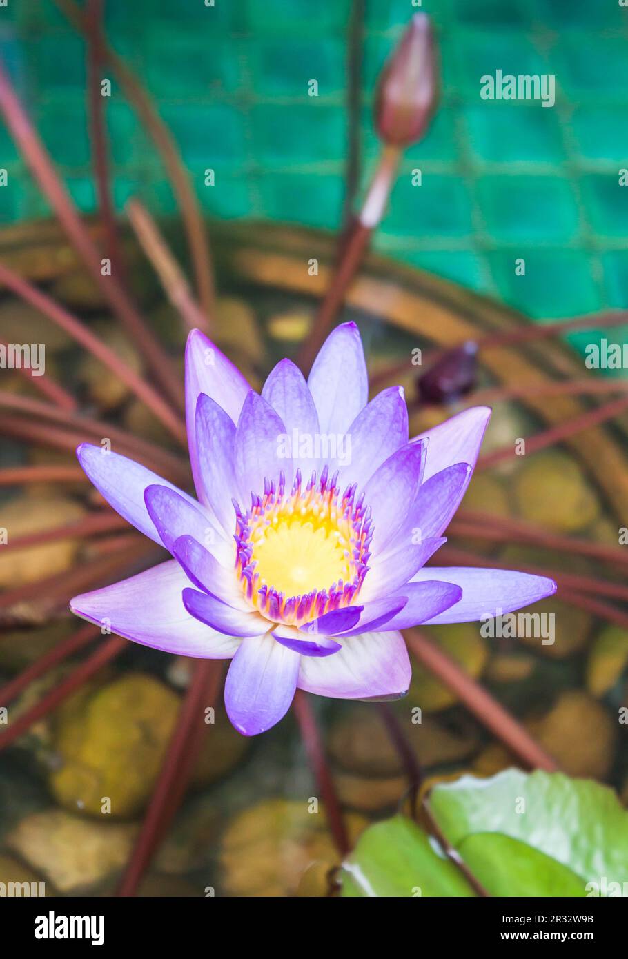 The lotus pool hi-res stock photography and images - Alamy