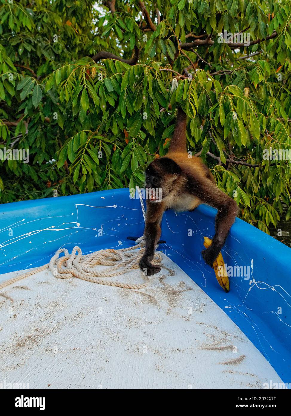 Monkey arm hi-res stock photography and images - Alamy
