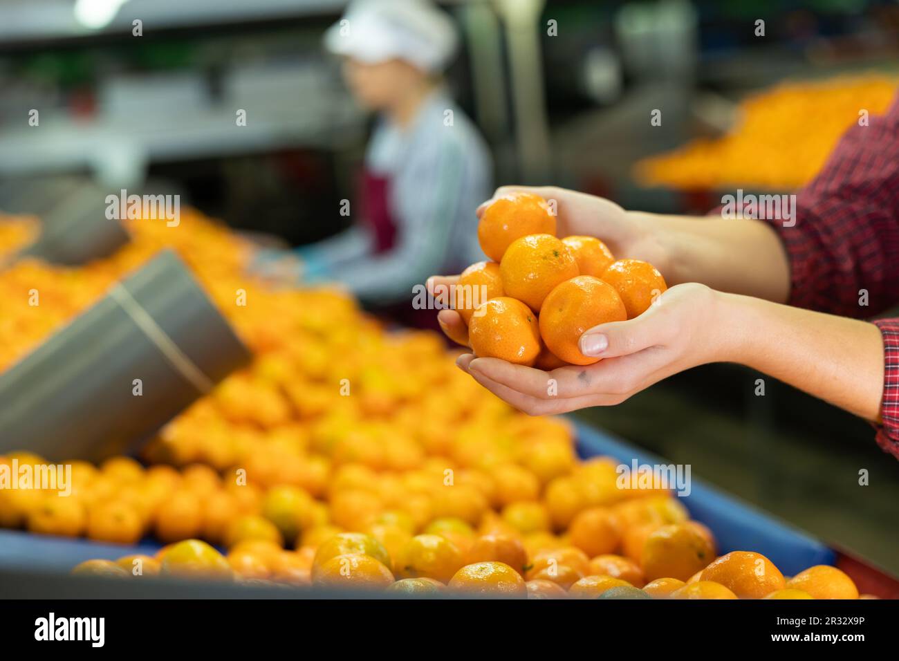 Hands female fruit sorting hi-res stock photography and images - Alamy