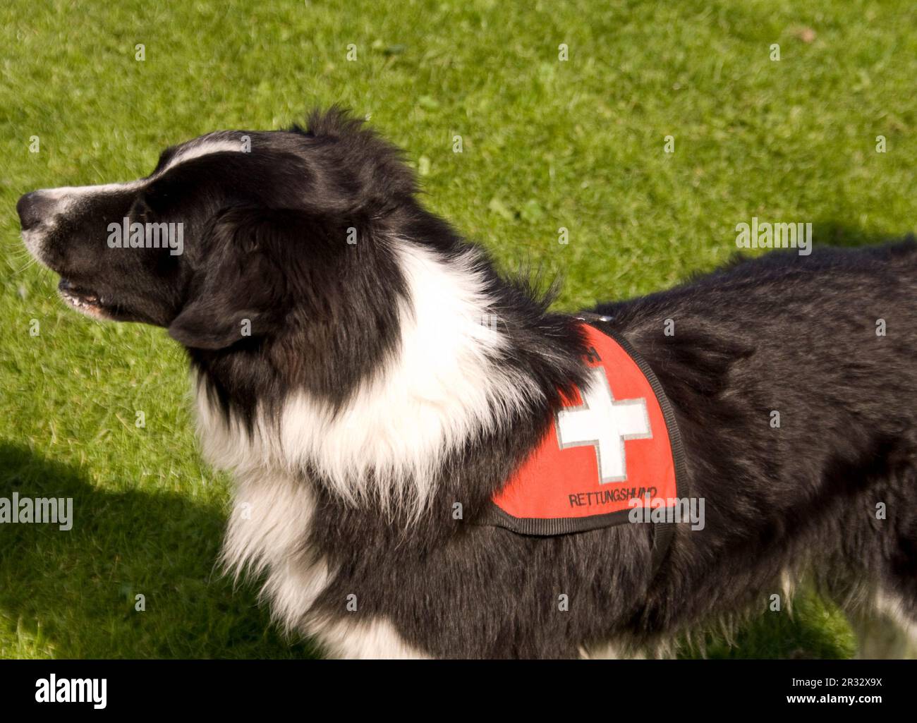 Rescue Dogs Squadron Stock Photo - Alamy