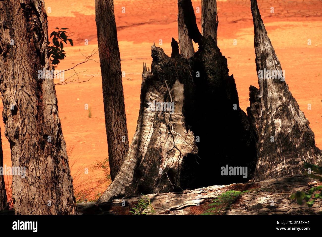 Burnt tree stump australia hi-res stock photography and images - Alamy