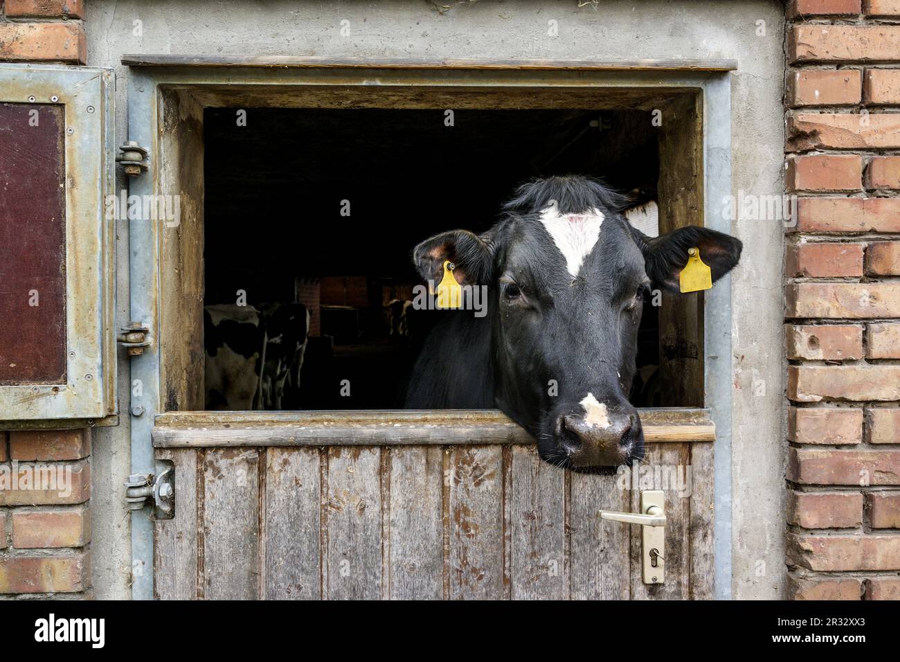 Cow stable door Stock Photo - Alamy