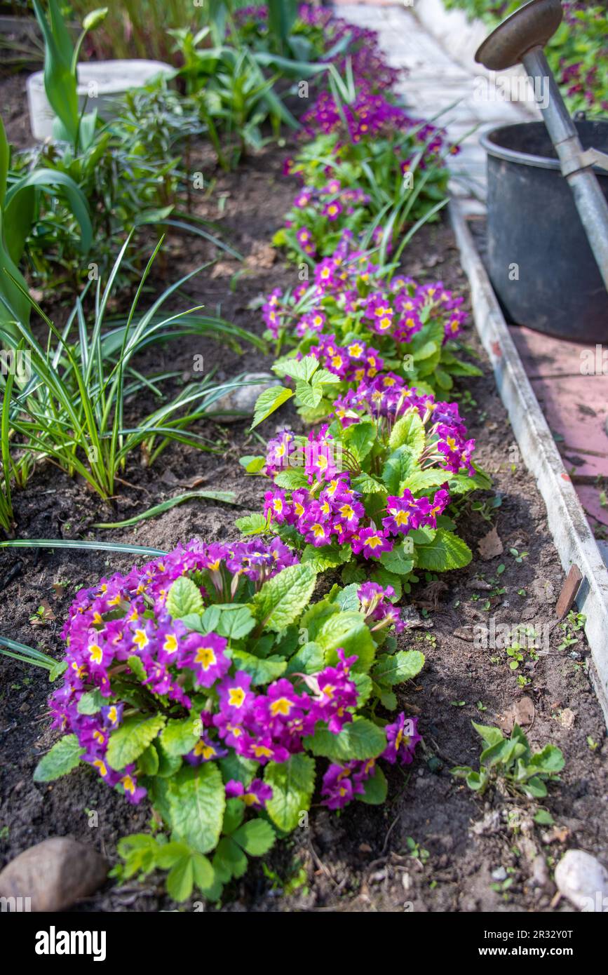 The primrose path hi-res stock photography and images - Alamy