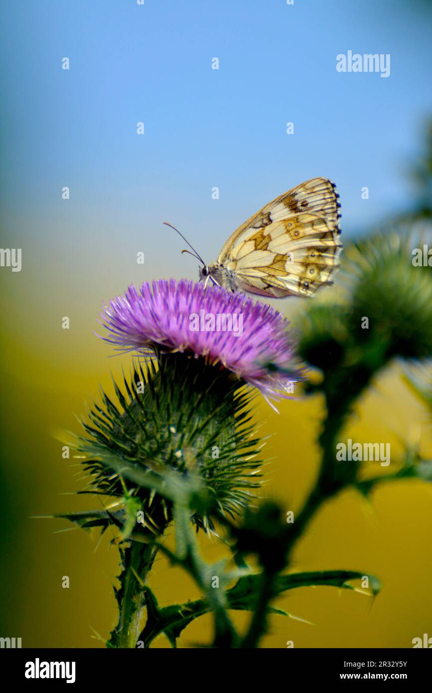 Common thistle (Cirsium vulgare Stock Photo - Alamy