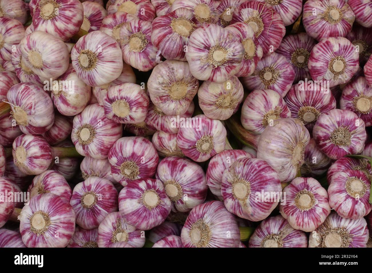 Stack of garlic on a display at a farmers market in France Stock Photo ...
