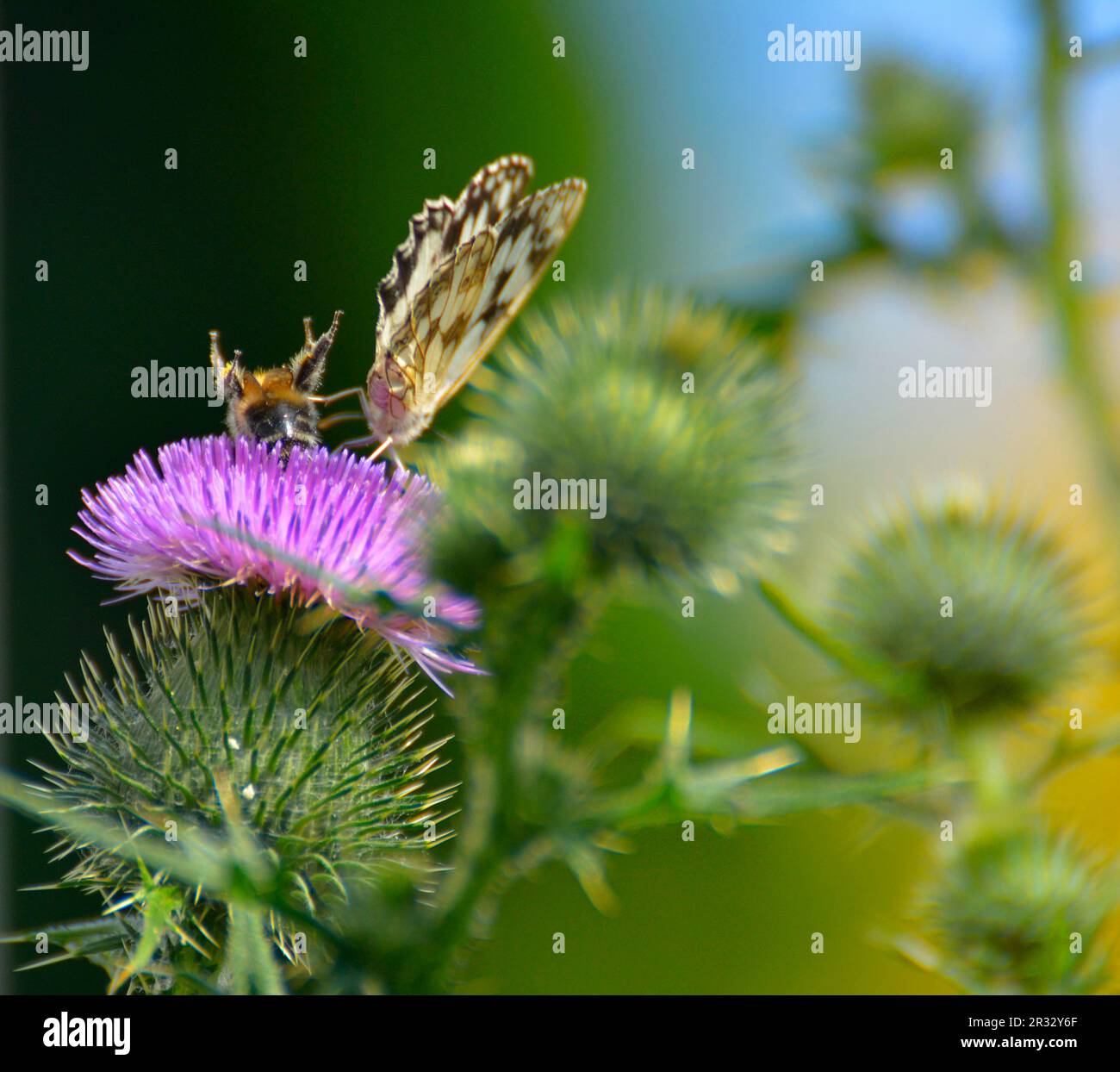 Common thistle (Cirsium vulgare Stock Photo - Alamy
