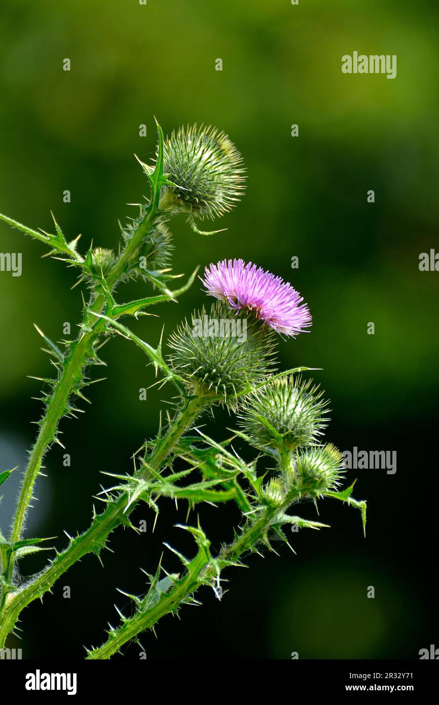 Common thistle (Cirsium vulgare Stock Photo - Alamy