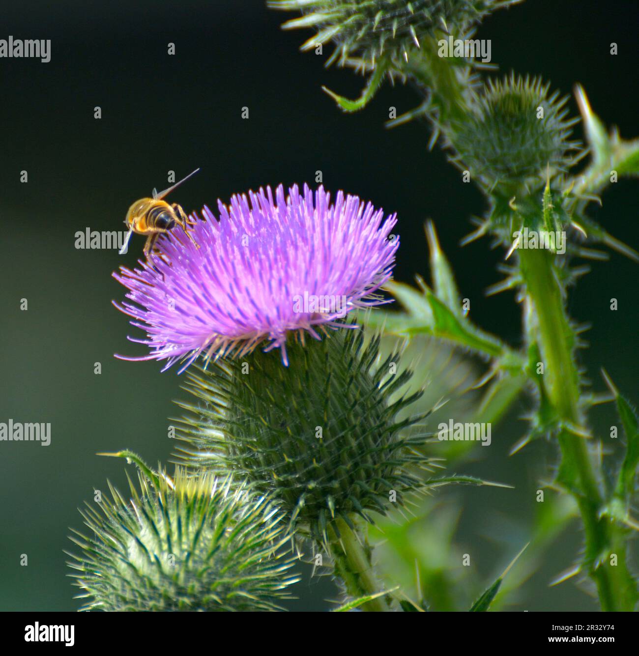 Common thistle (Cirsium vulgare Stock Photo - Alamy