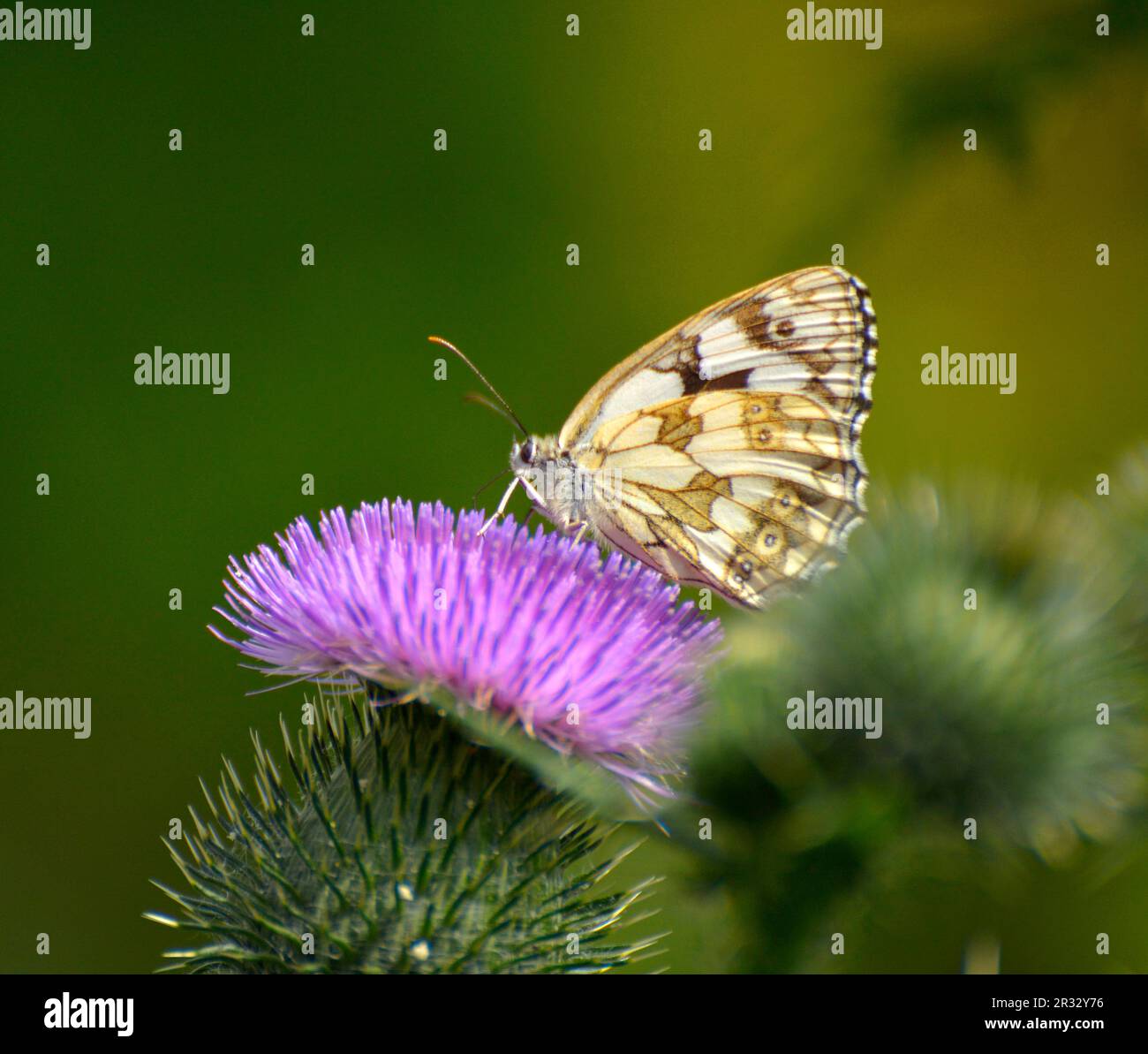 Common thistle (Cirsium vulgare Stock Photo - Alamy