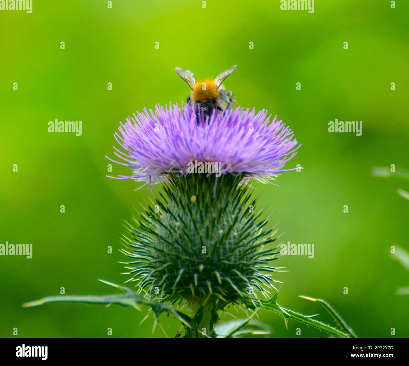 Common thistle (Cirsium vulgare Stock Photo - Alamy