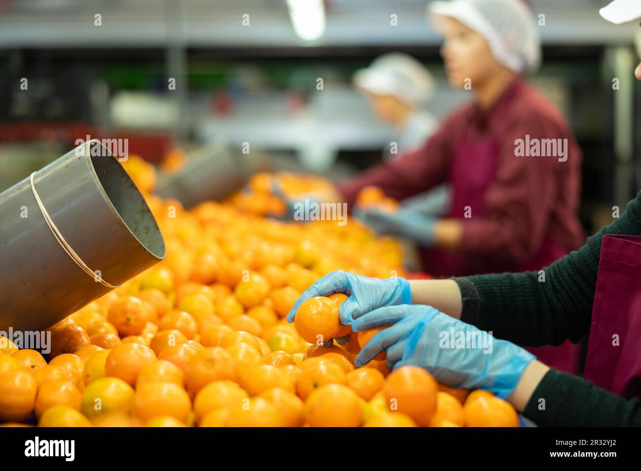 Hands fruit sorting warehouse hi-res stock photography and images - Alamy