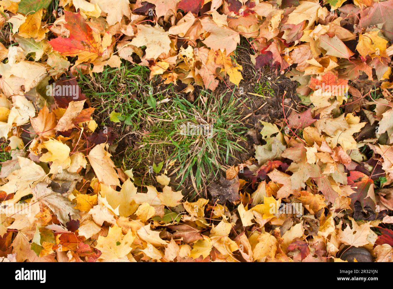 Yellow autumn leaves heart shape hi-res stock photography and images ...