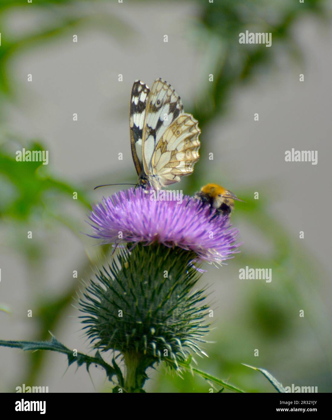 Common thistle (Cirsium vulgare Stock Photo - Alamy