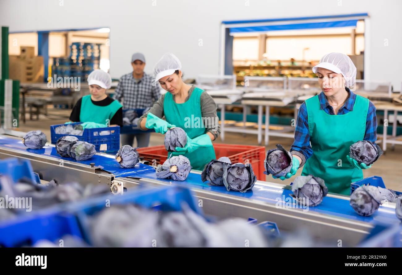Female employees of vegetable factory sorting red cabbages on conveyor ...
