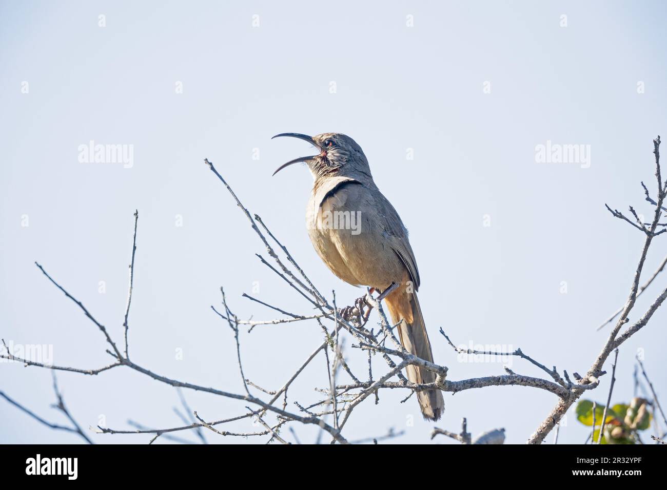 California Thrasher Singing Stock Photo - Alamy