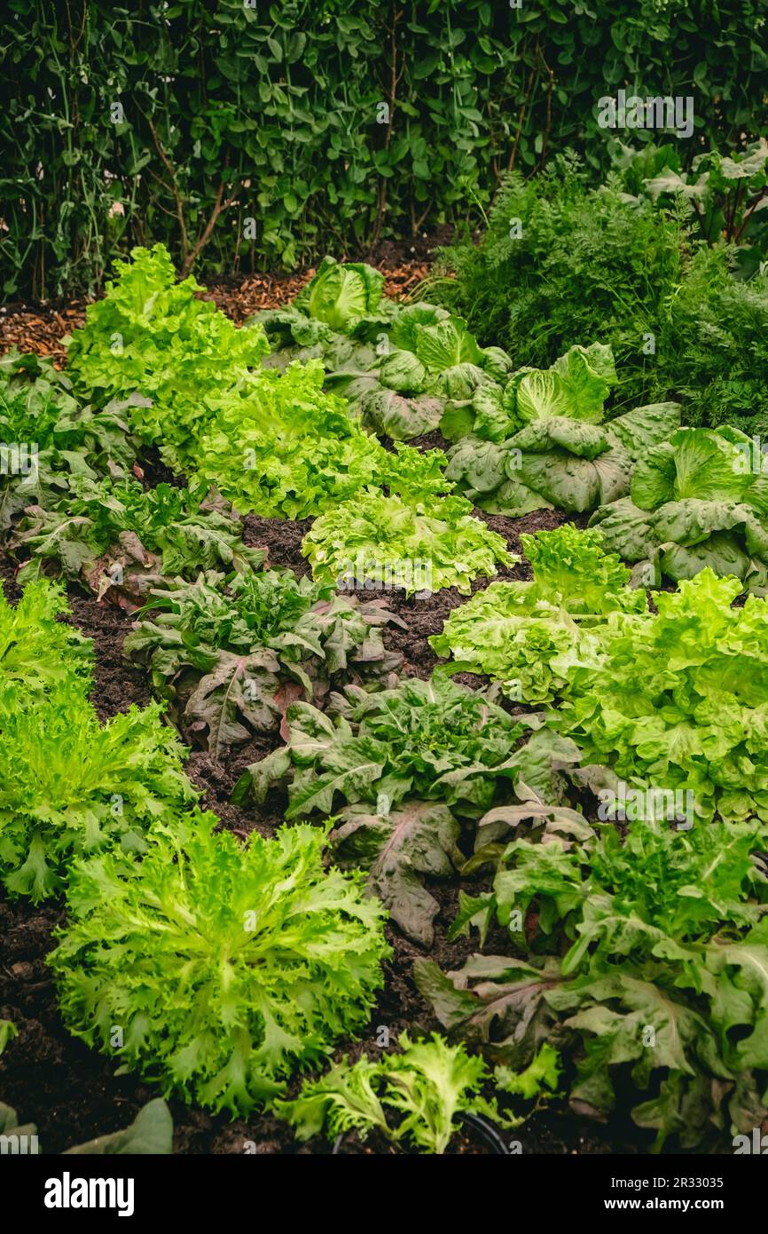 Rows of lettuce growing in the ground Stock Photo - Alamy