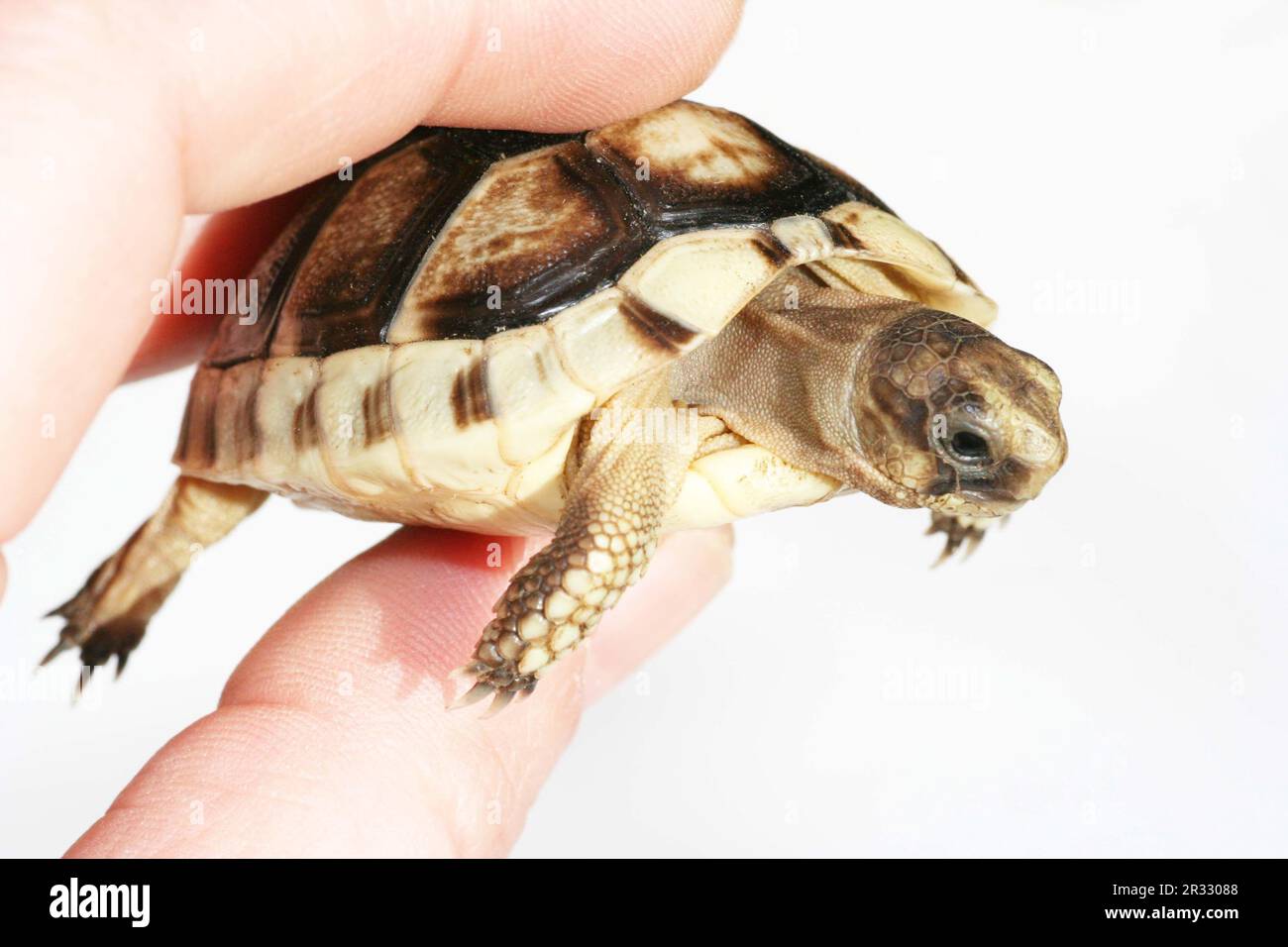 Turtle young hi-res stock photography and images - Alamy