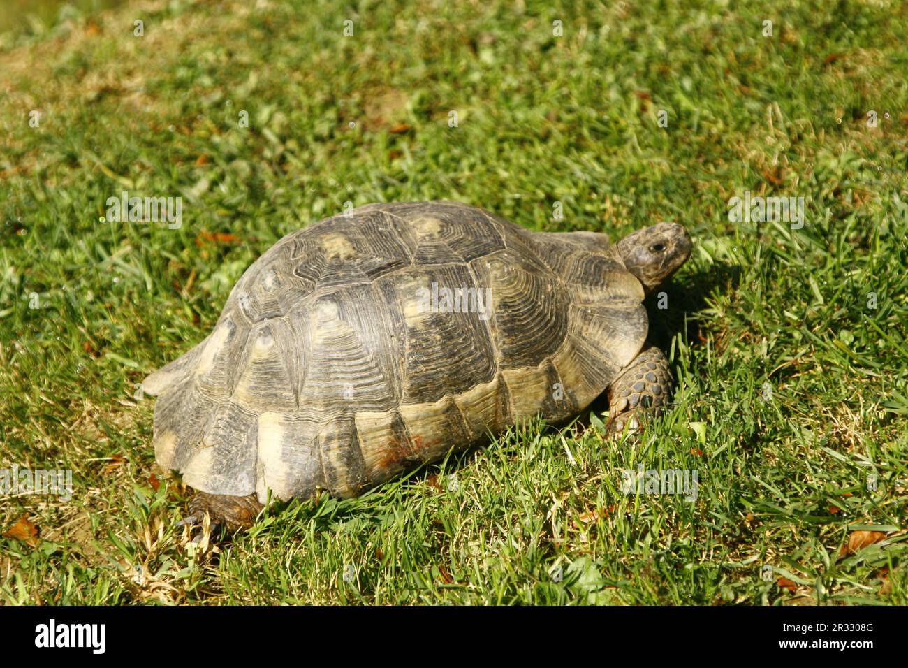 Turtles shell hi-res stock photography and images - Alamy