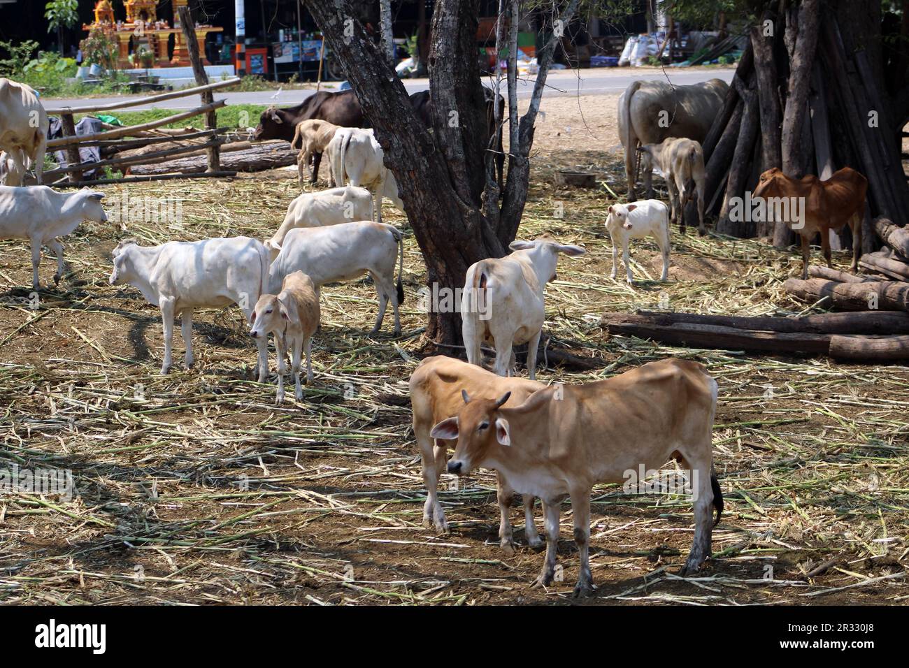 traditional native cattle farming near Kanchanaburi in Thailand on ...