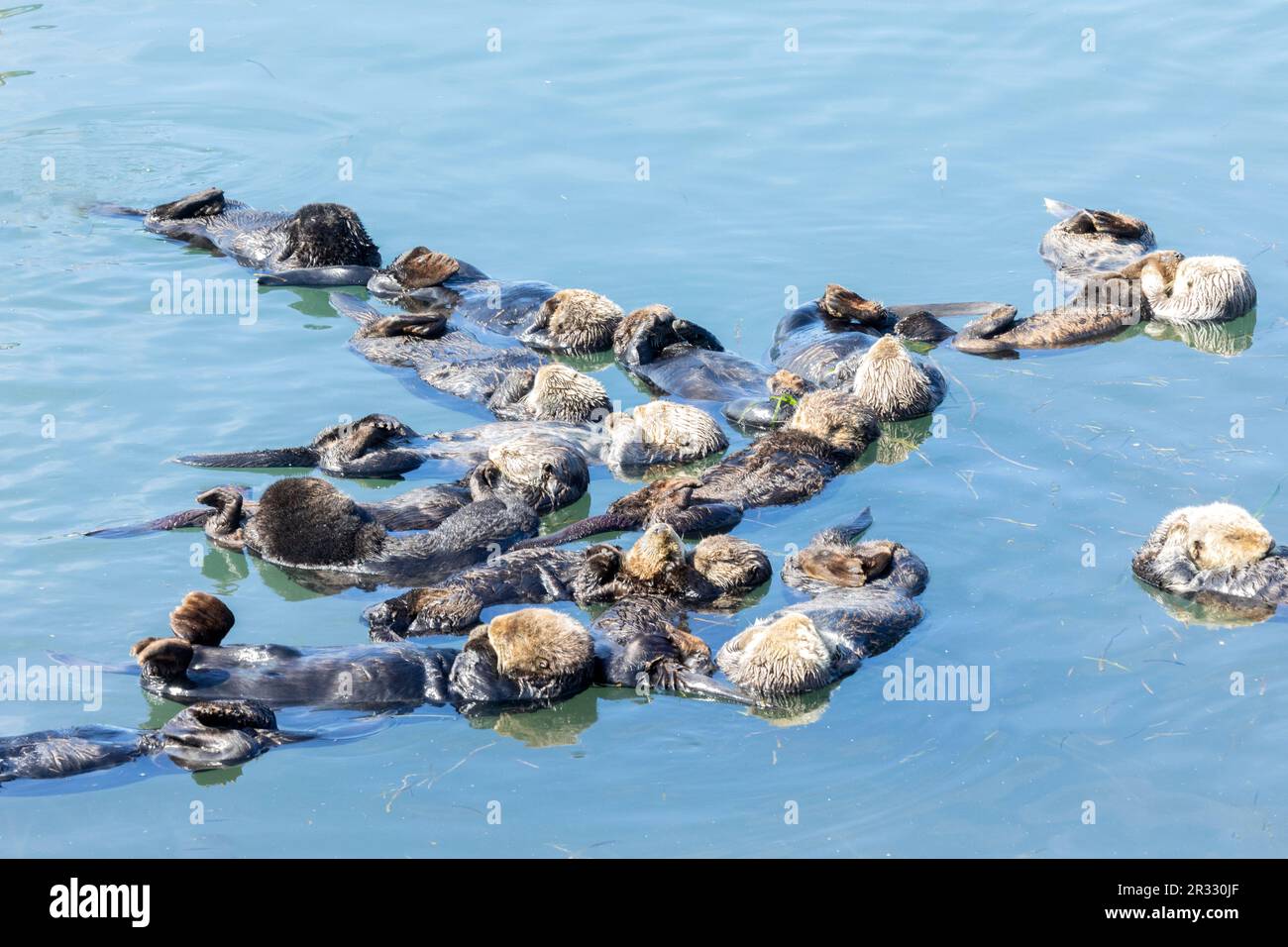 large group of sea otters sleeping Stock Photo - Alamy