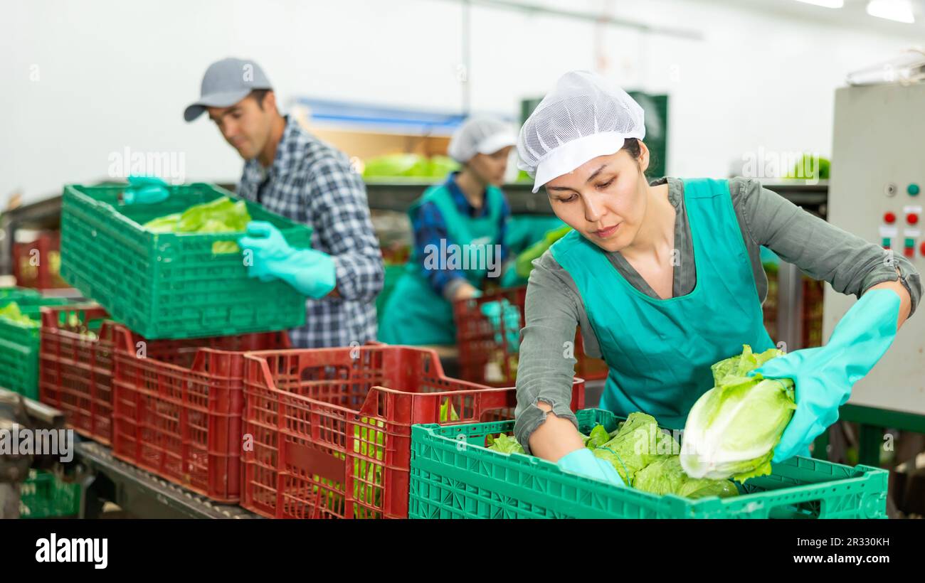 Workwoman arranging lettuce in boxes on vegetable sorting line Stock ...