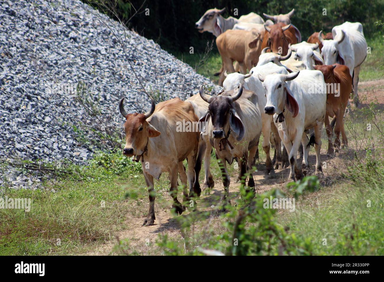 traditional native cattle farming near Kanchanaburi in Thailand on ...