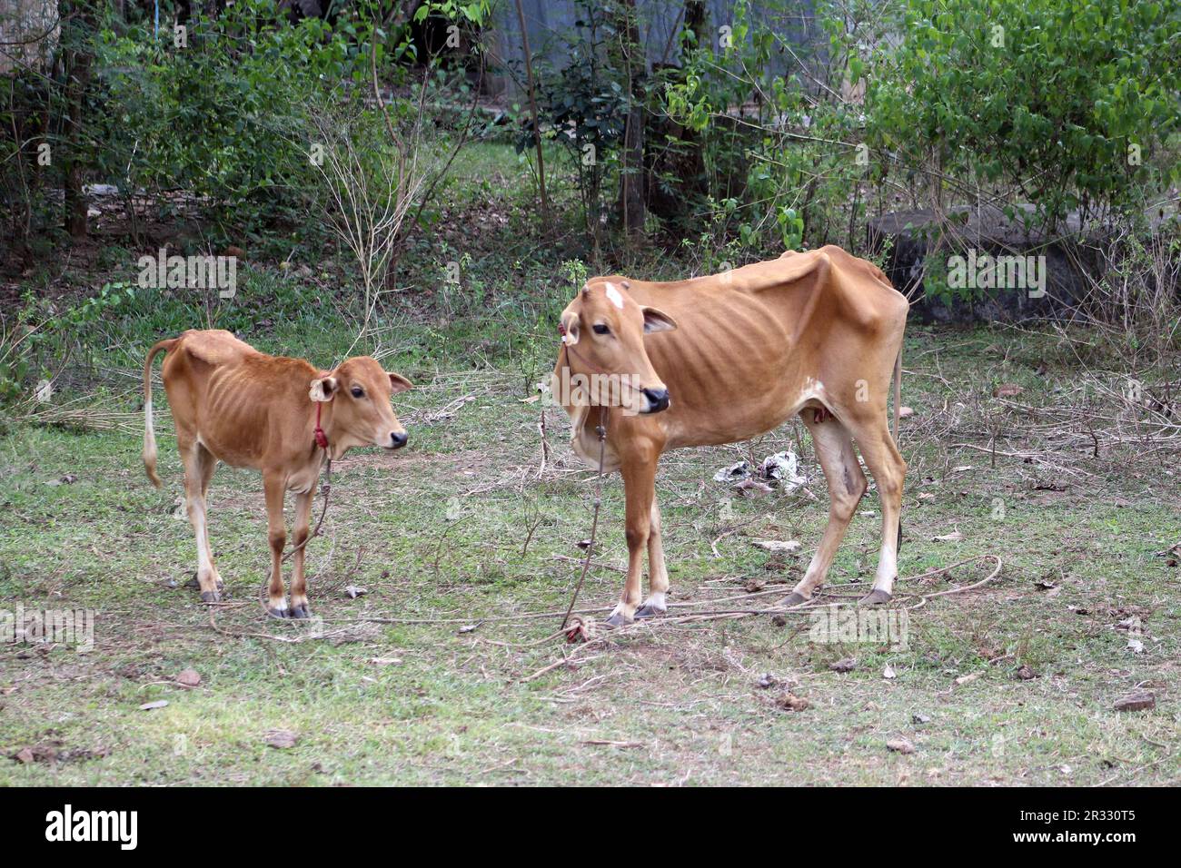 traditional native cattle farming near Kanchanaburi in Thailand on ...