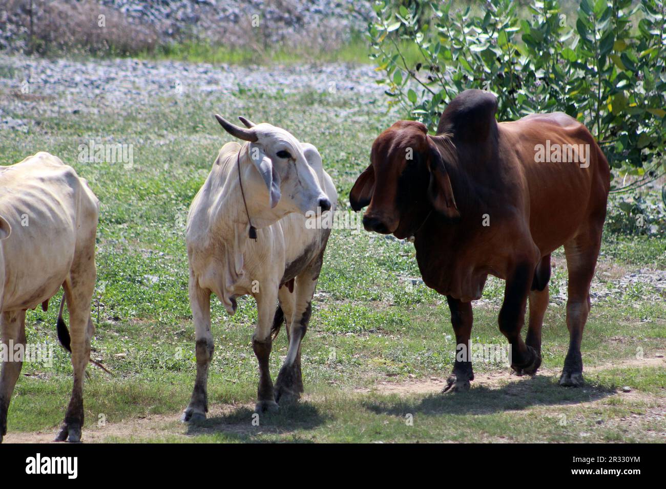 traditional native cattle farming near Kanchanaburi in Thailand on ...