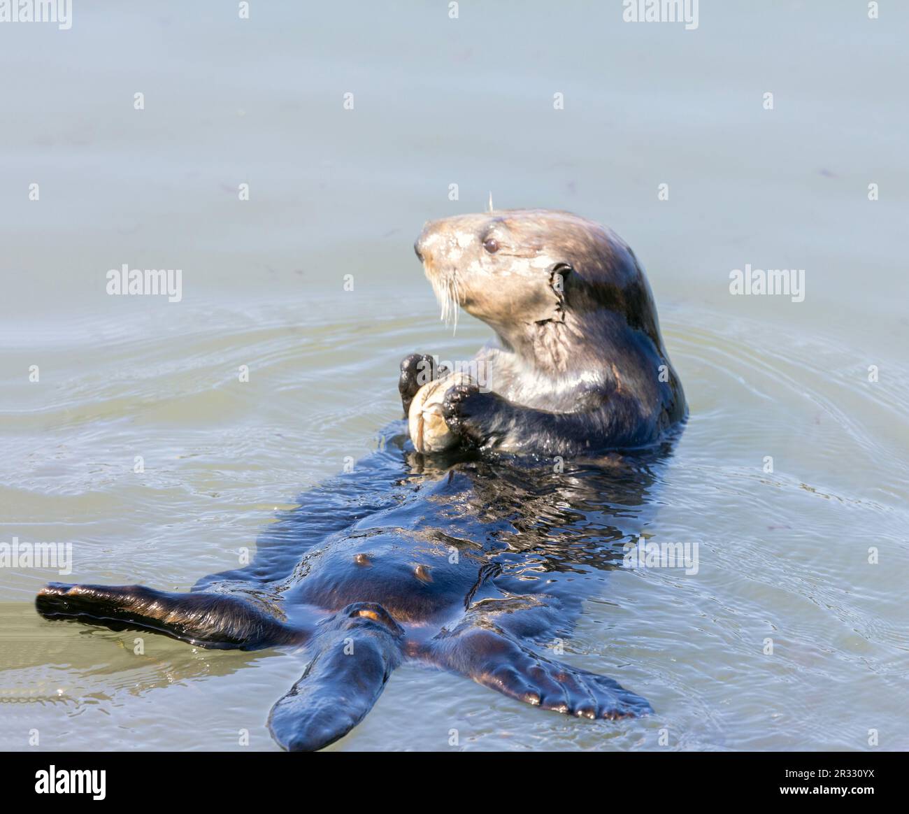sea otter holding clam Stock Photo - Alamy