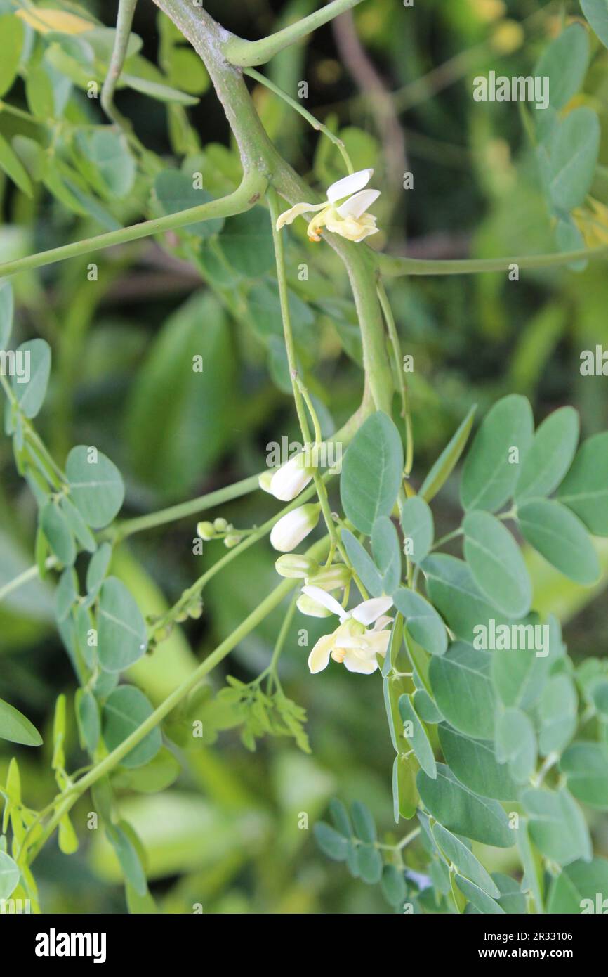 tropical central America legume flower isolated on a natural background ...