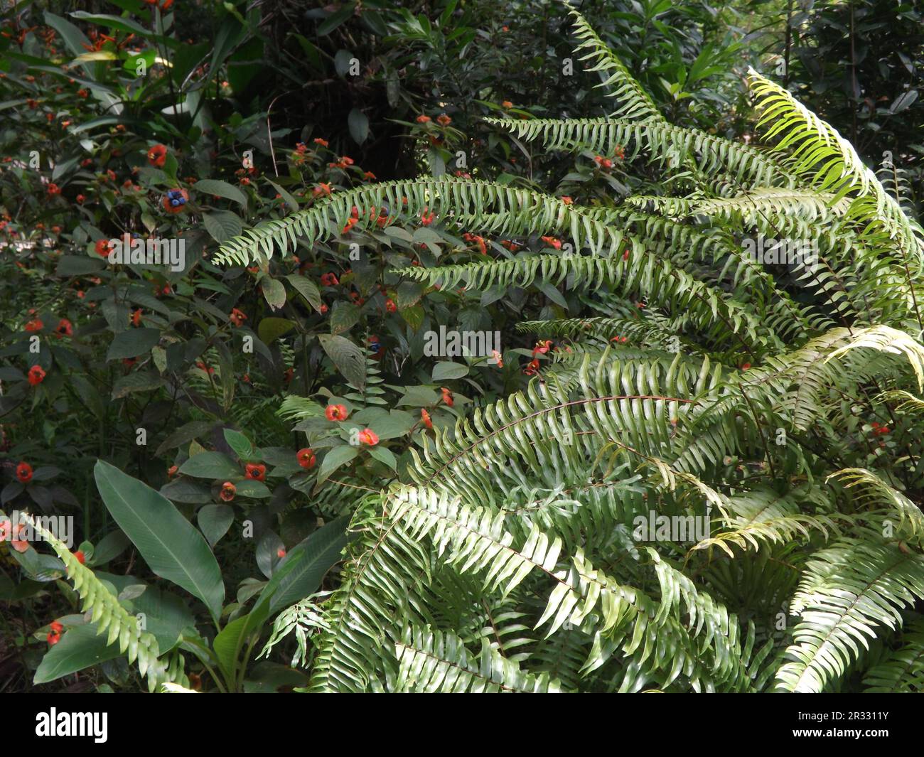 Jungle plants hi-res stock photography and images - Alamy