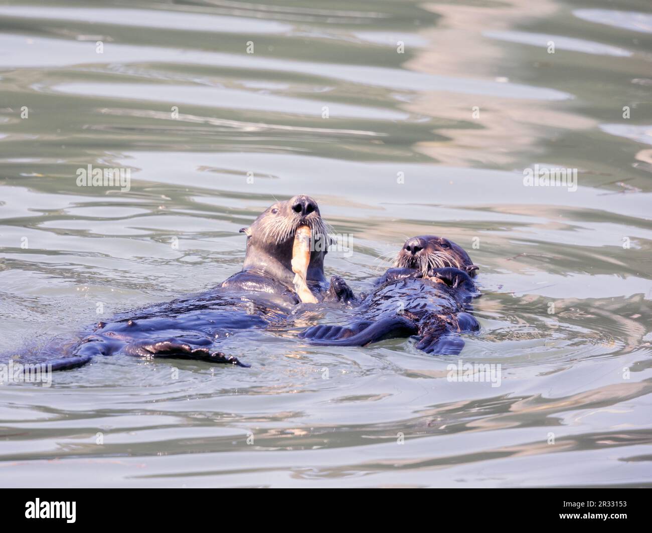 Sea otter mom eating clam Stock Photo - Alamy