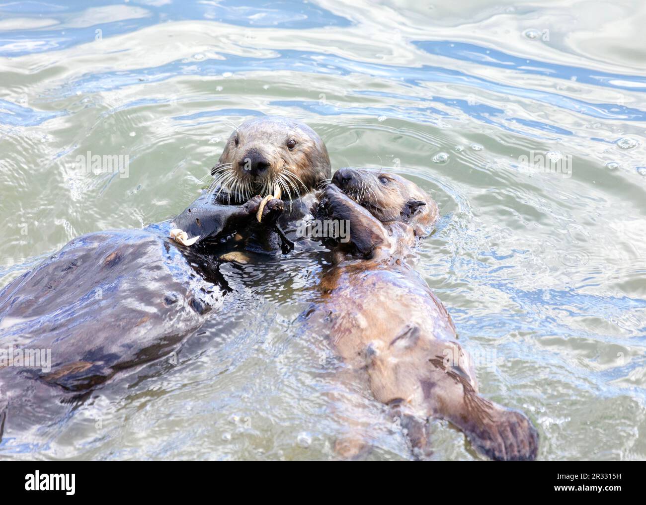 Sea otter mom sharing clam with pup Stock Photo - Alamy