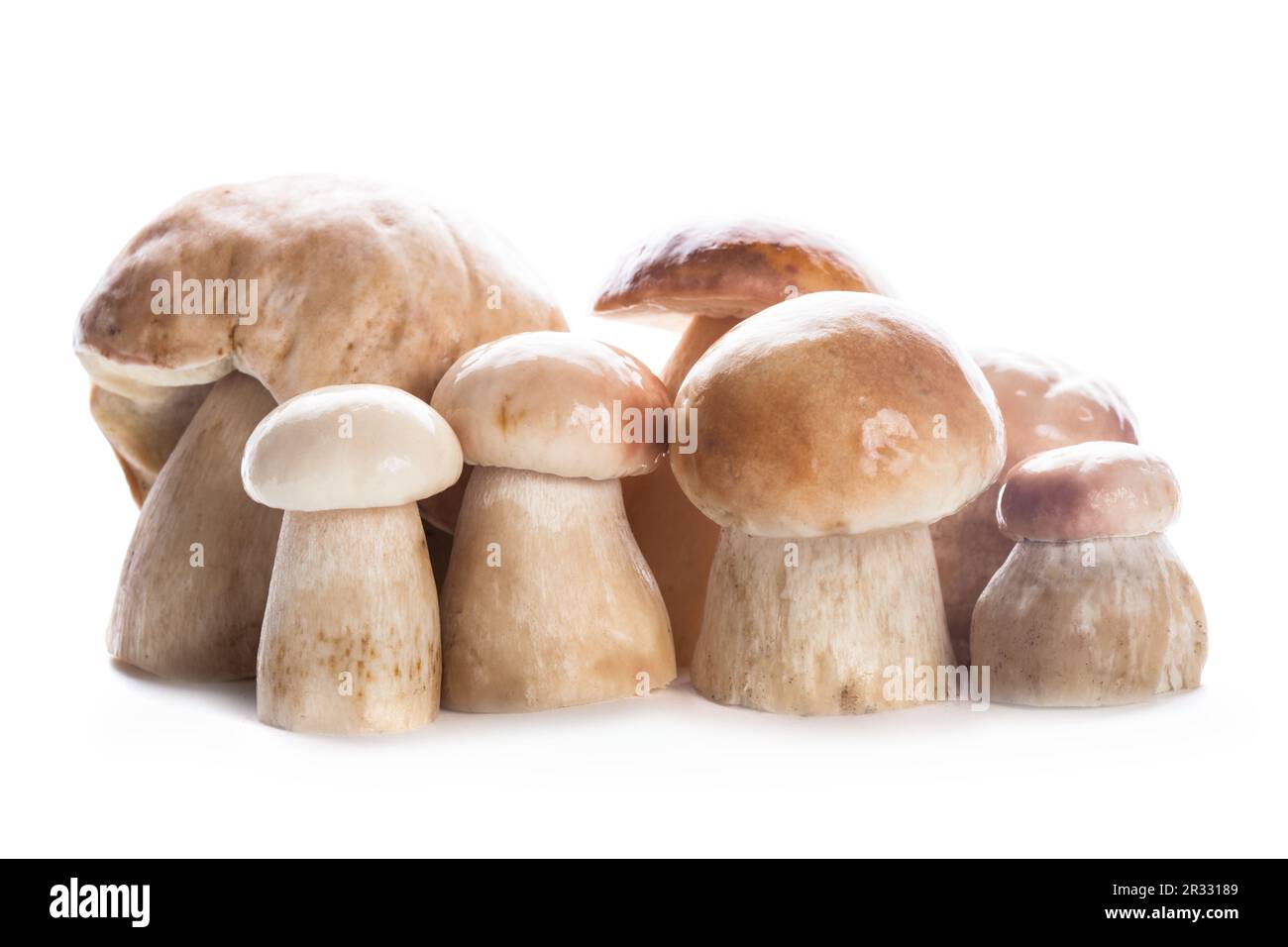 Ceps porcini Cut Out Stock Images & Pictures - Alamy