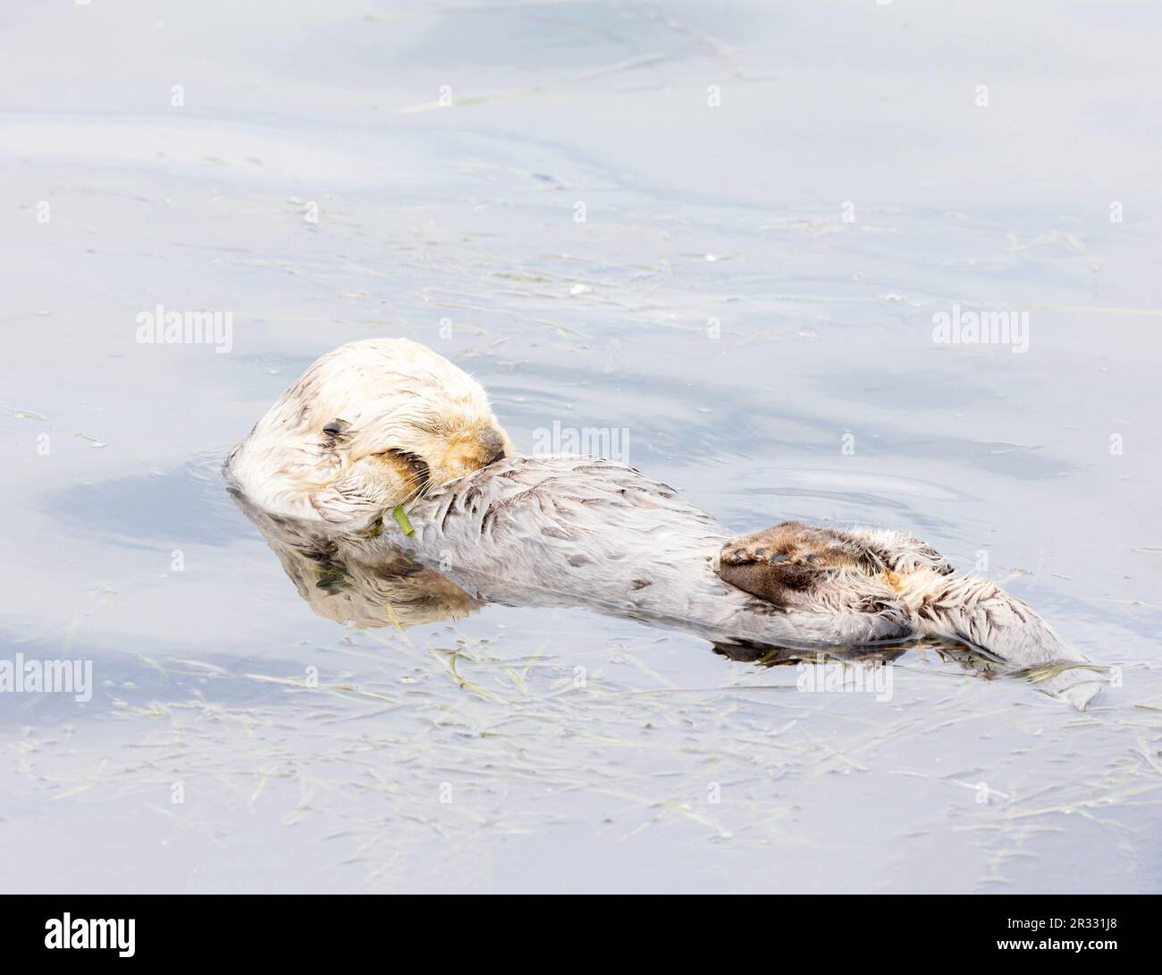 Sea otter with white head hi-res stock photography and images - Alamy