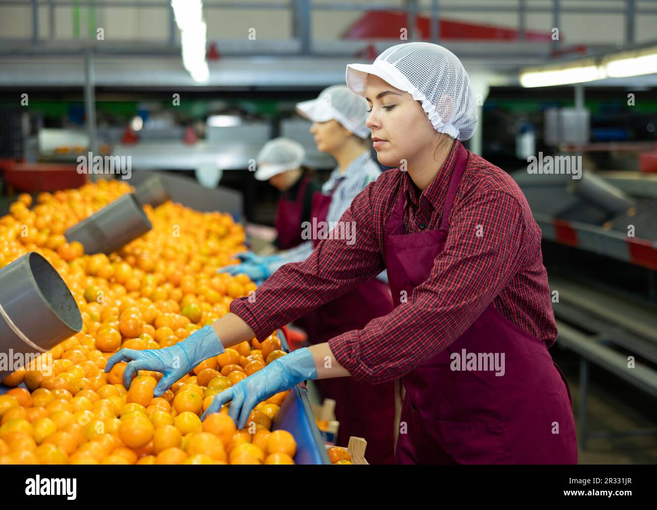 Young women sorts tangerines on a conveyor line. Fruit quality check ...