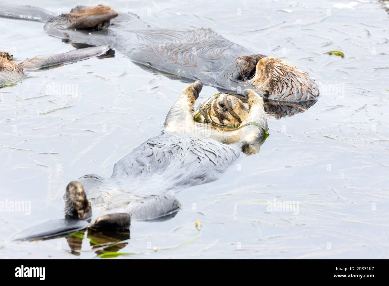 Sea Otter Sleeping on its Back Stock Photo - Alamy