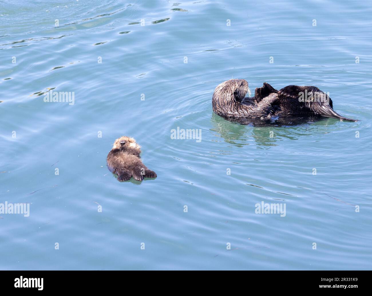 Tiny Sea Otter Pup Floating Free Stock Photo - Alamy