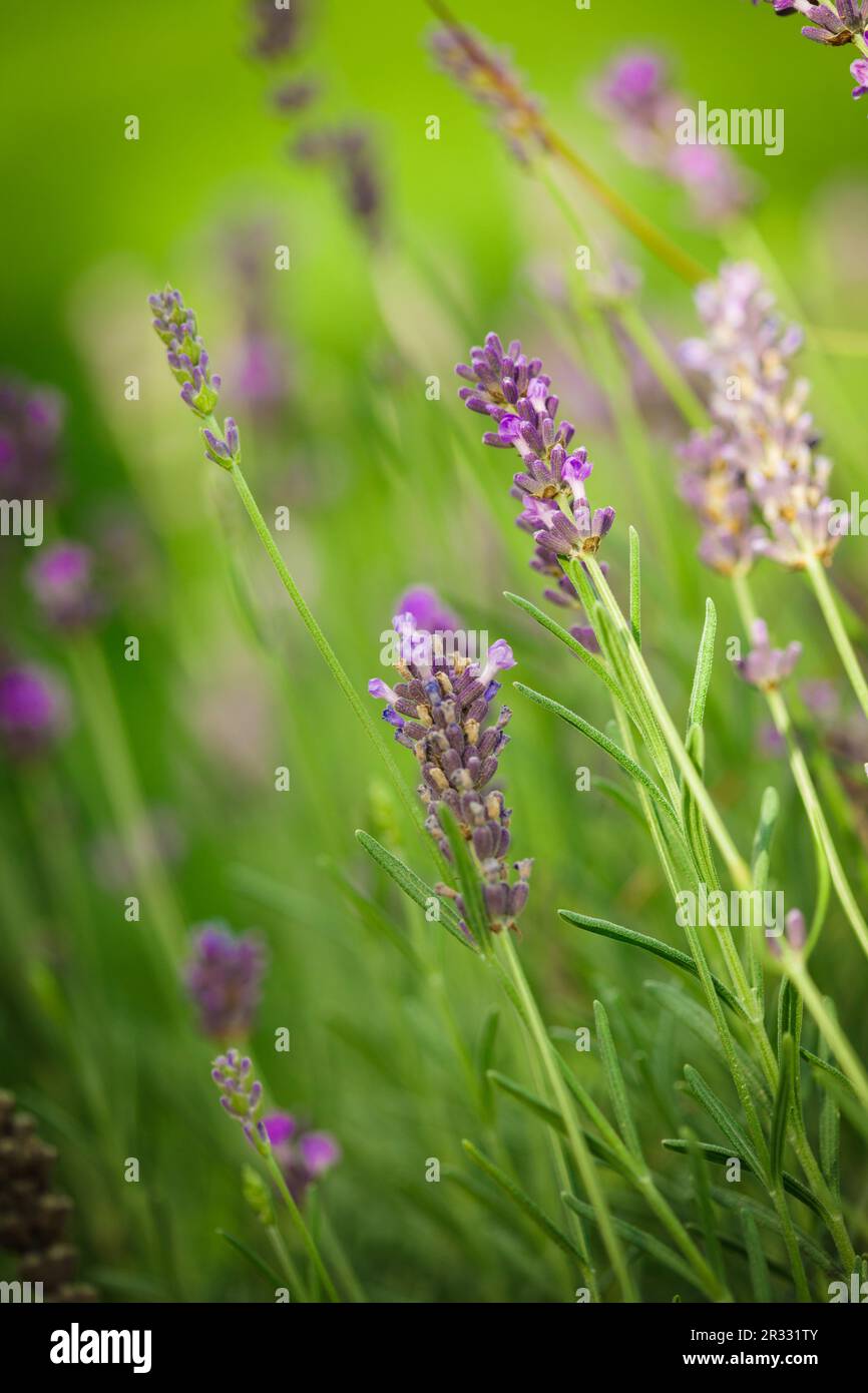 Lavender head hi-res stock photography and images - Alamy