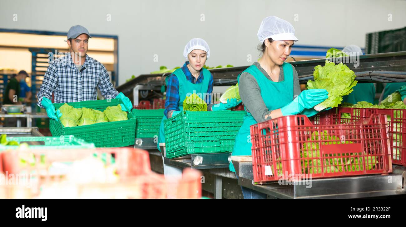 Vegetable sorting factory workers packing lettuce into boxes Stock ...