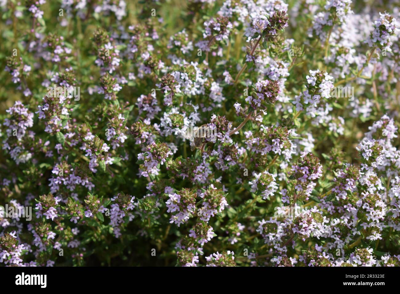 Blooming thyme bush hi-res stock photography and images - Alamy
