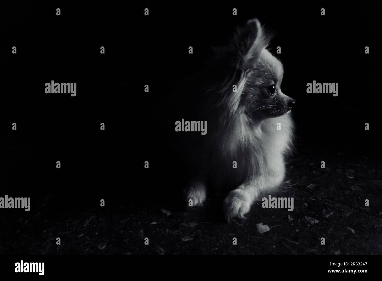 Mini pomeranian sits and looks at the bright side. The Pomeranian is a ...