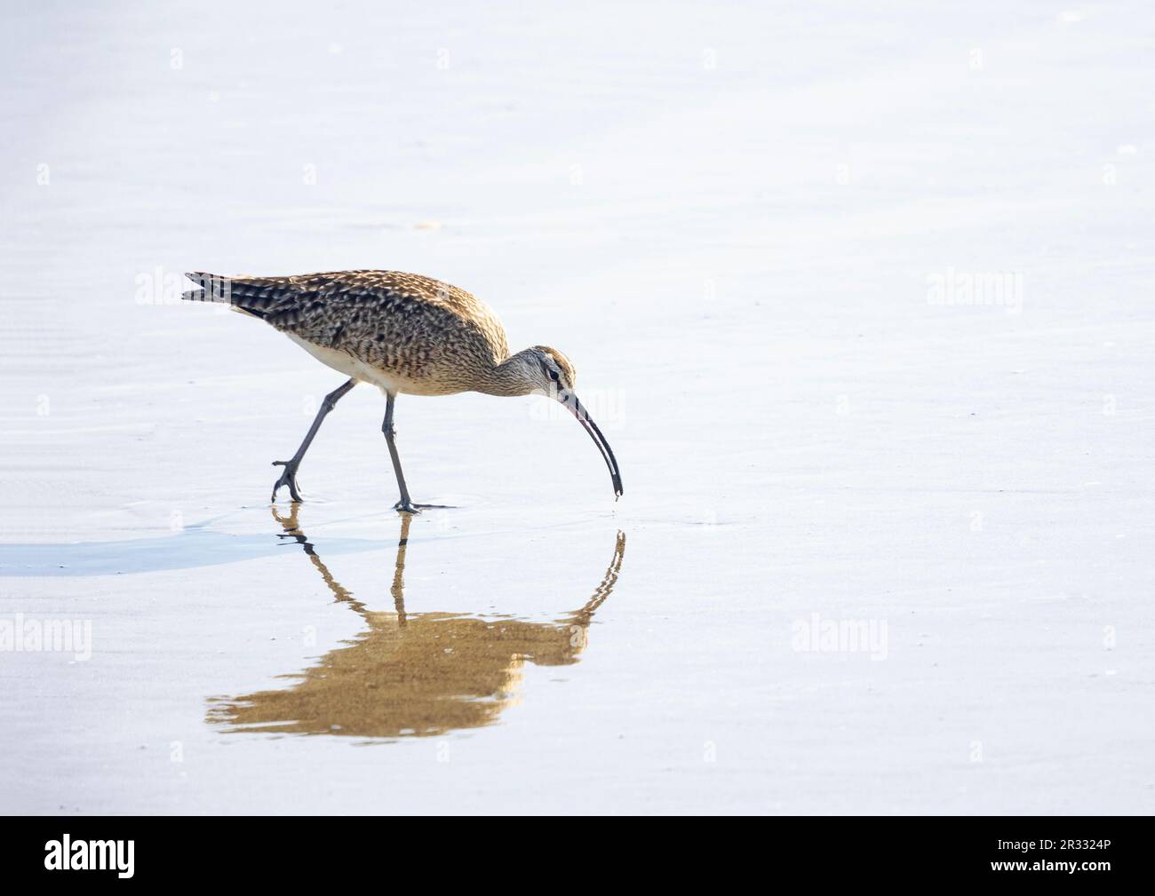 Reflection in wet sand hi-res stock photography and images - Alamy
