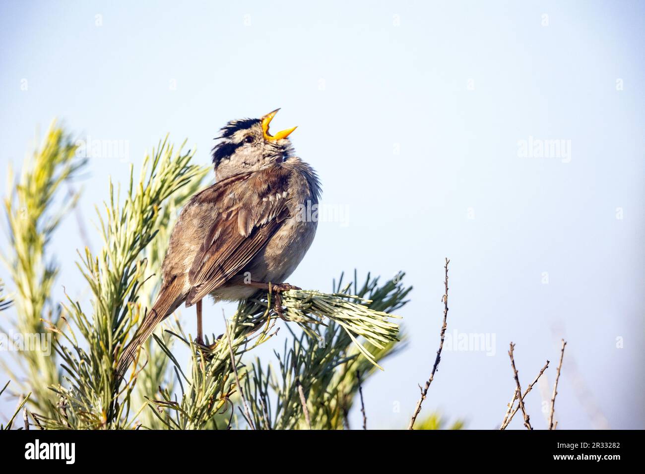 White crowned Sparrow Singing Stock Photo - Alamy