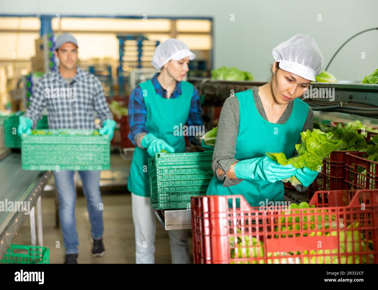 Workwoman arranging lettuce in boxes on vegetable sorting line Stock ...
